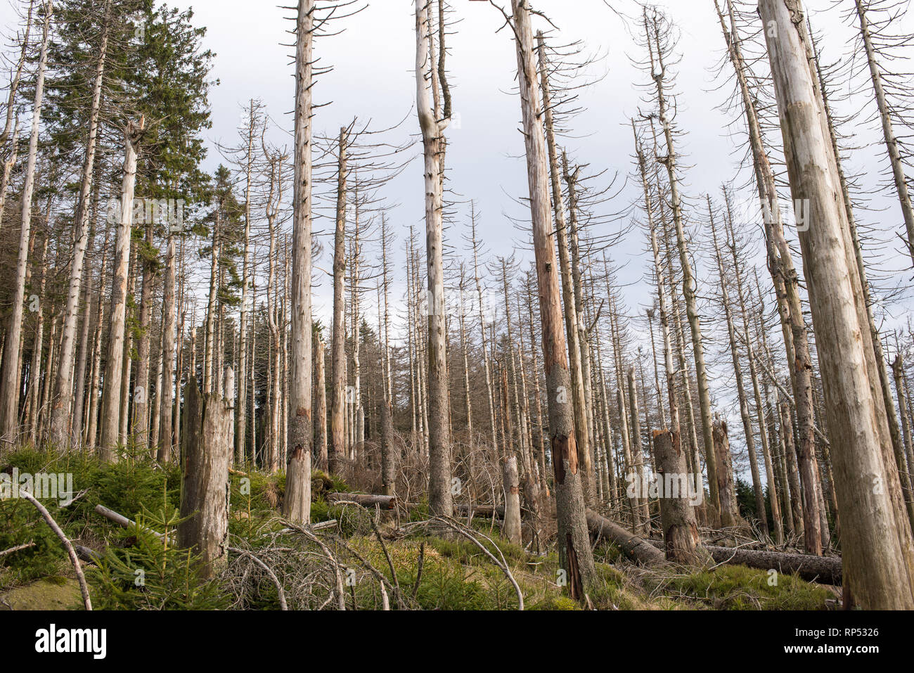 Waldsterben or forest dieback of conifers in Harz, Germany Stock Photo ...
