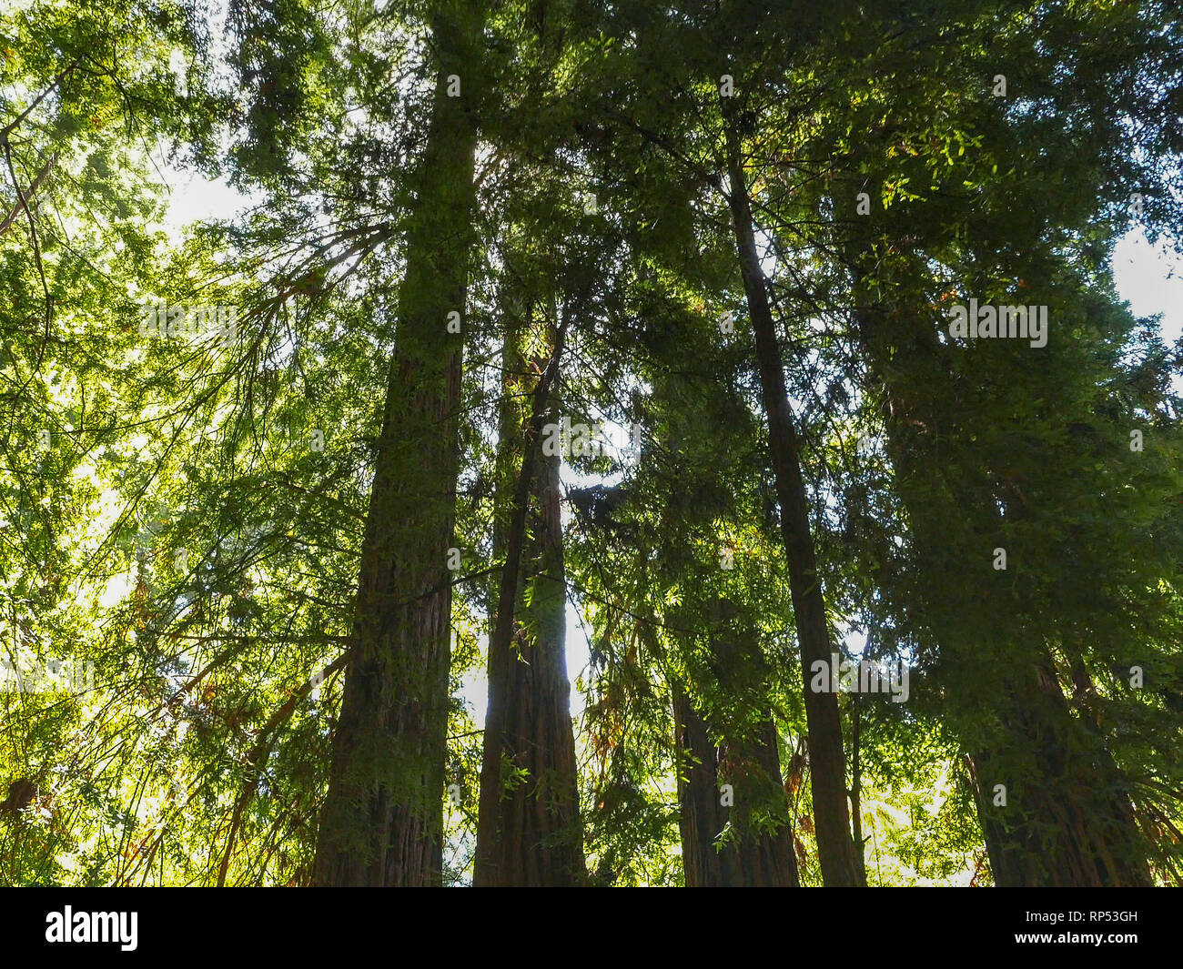 foliage and trunks of coastal redwood trees in muir woods Stock Photo ...