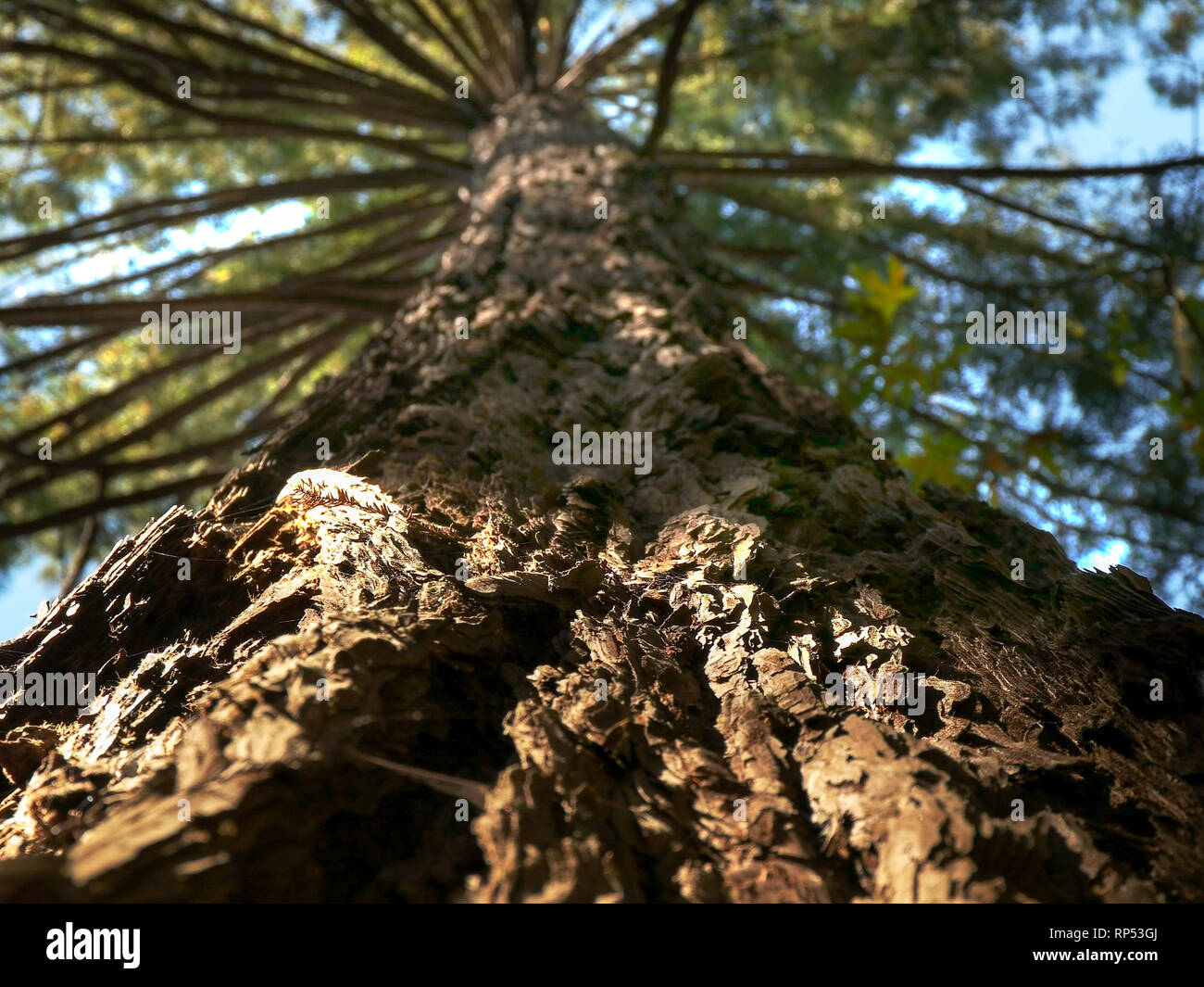 a shallow depth of field view looking up a coastal redwood trees at ...