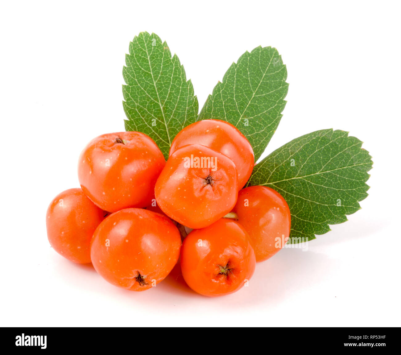 Rowan pictures hi-res stock photography and images - Alamy