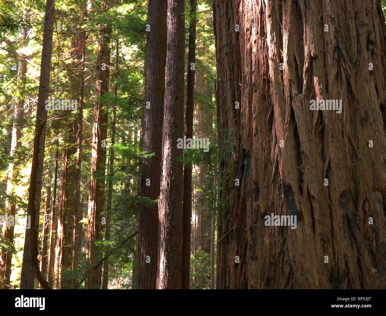 close up of the trunk of a coastal redwood trees at muir woods Stock ...