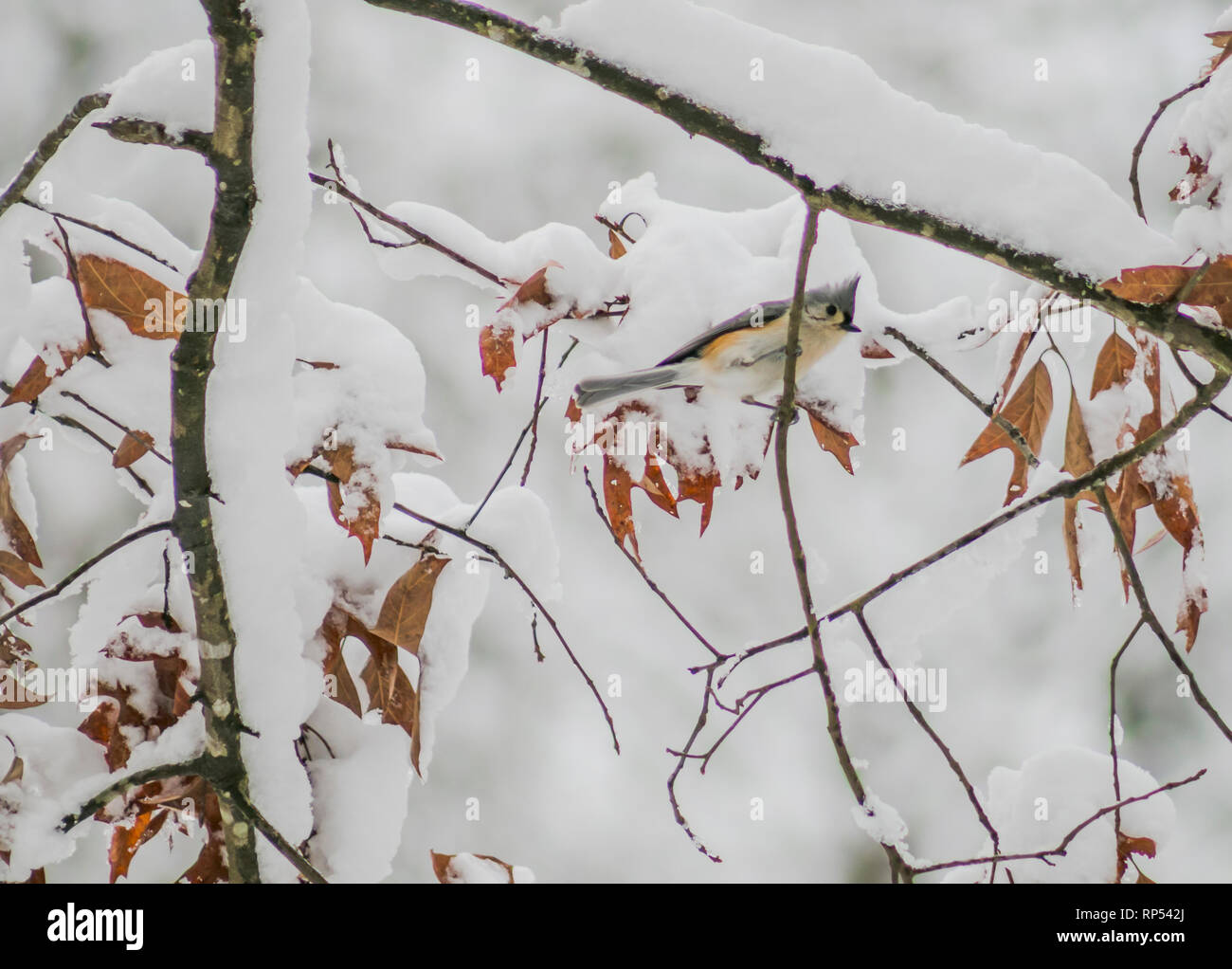 Junco preening hi-res stock photography and images - Alamy