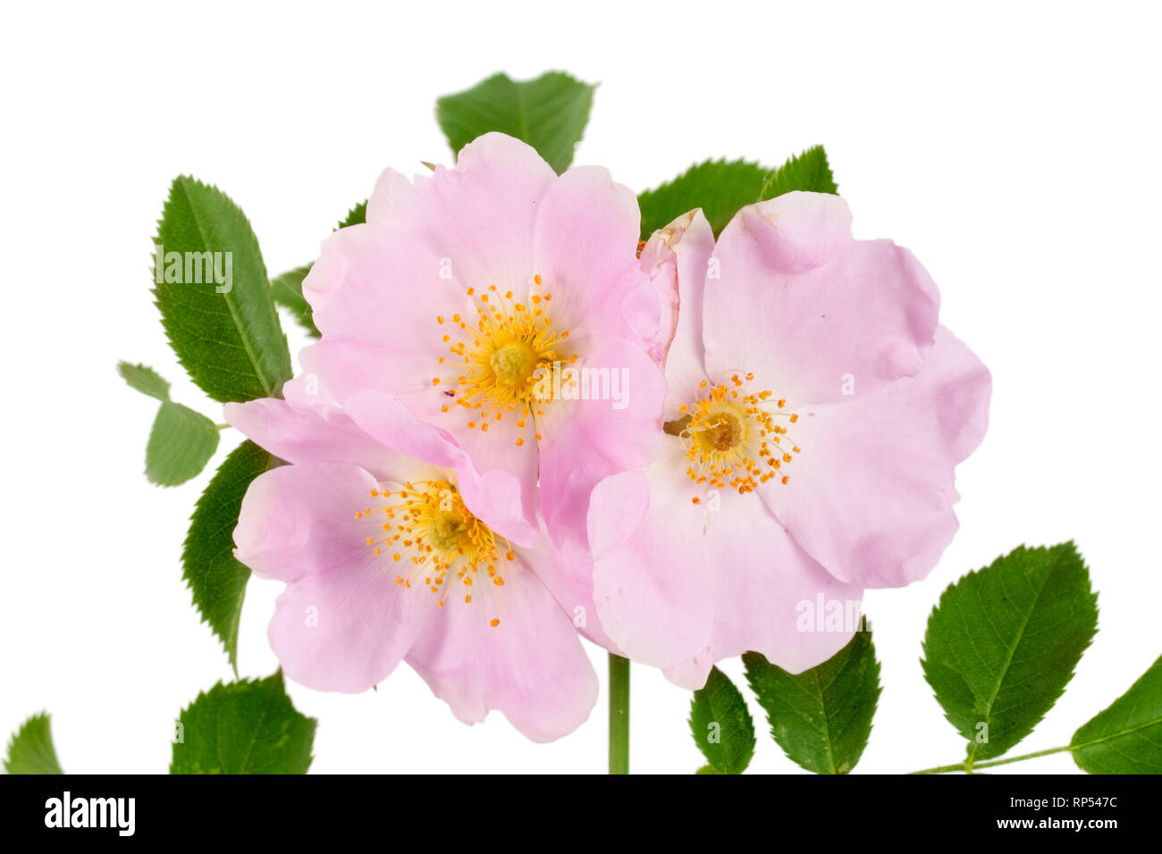 Rosehip flowers with leaf isolated on white background Stock Photo - Alamy