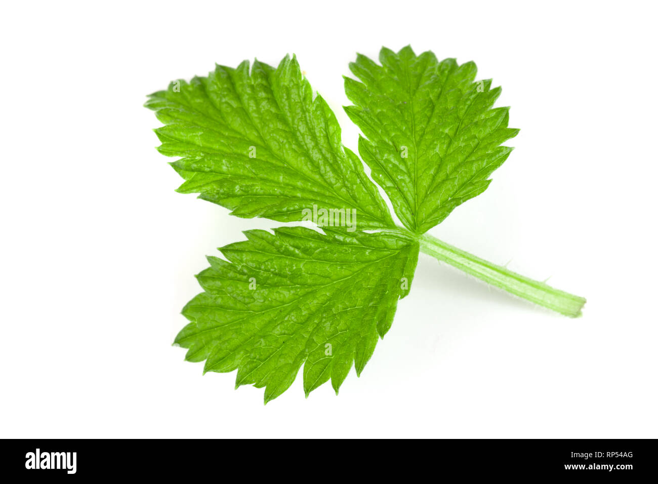 Fresh raspberry leaf isolated on white background Stock Photo - Alamy