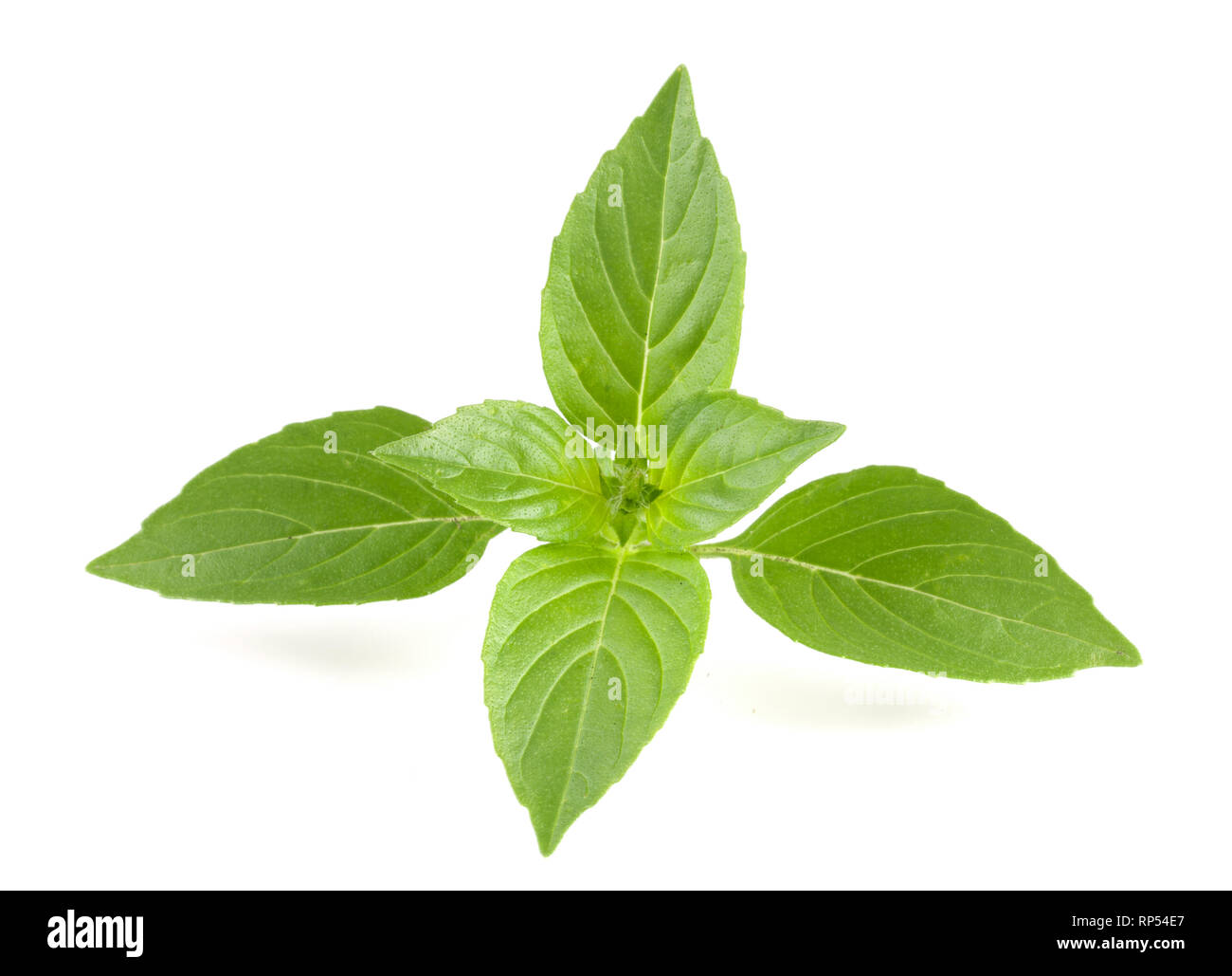 basil herb leaves isolated on white background closeup Stock Photo - Alamy