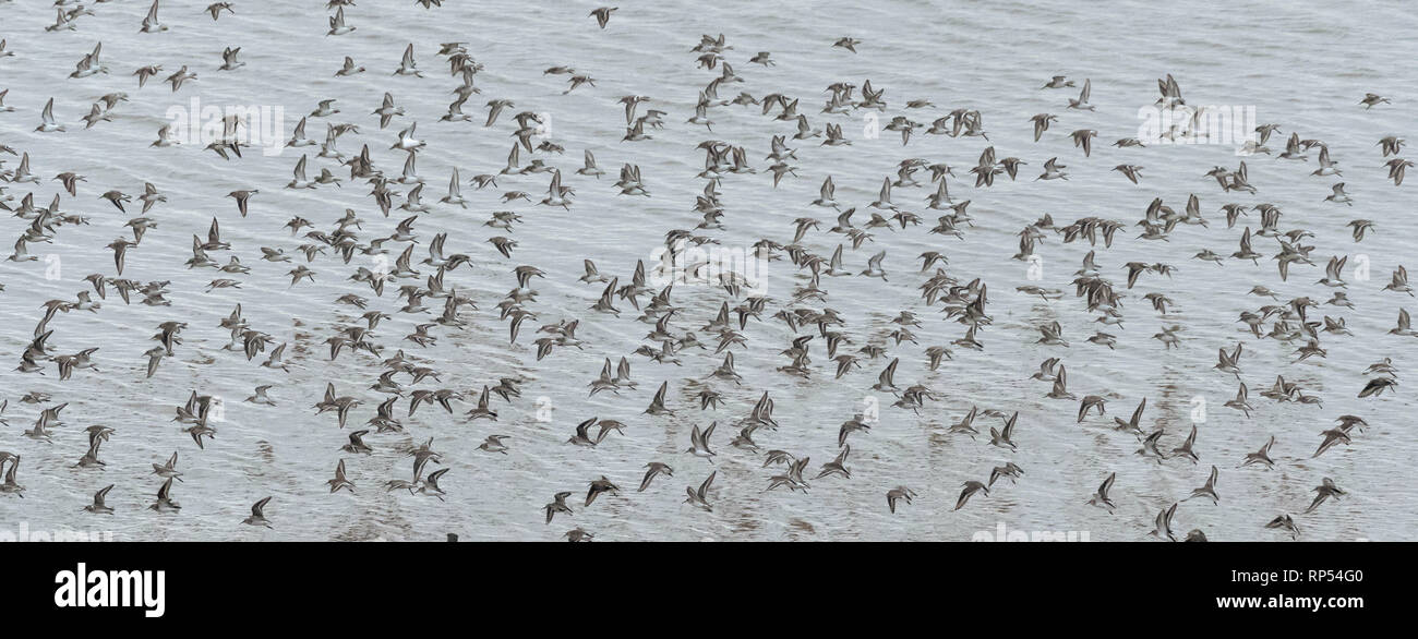 A flight of Dunlin birds fly over mudflats looking for food Stock Photo ...