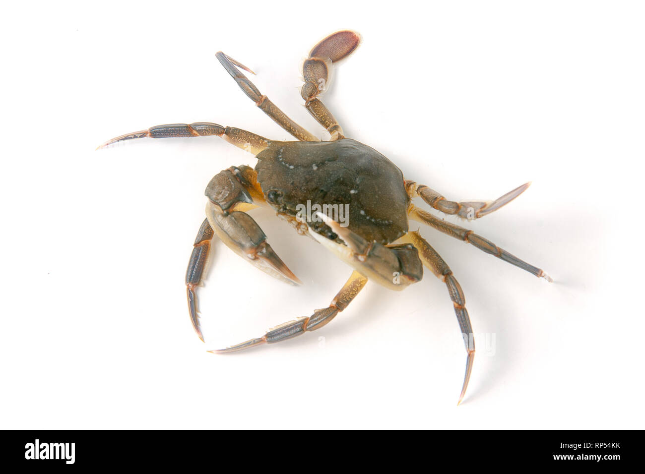 edible alive crab isolated on a white background Stock Photo - Alamy
