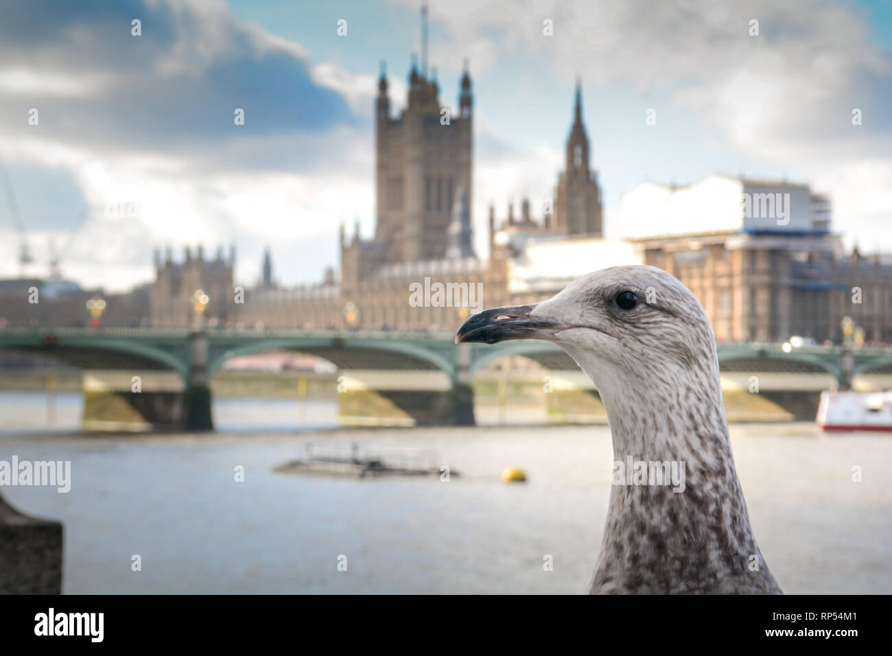 Seagull poses whilst visiting the sights of London and Houses of ...