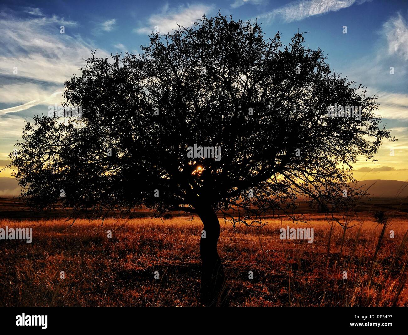 Black tree hi-res stock photography and images - Alamy