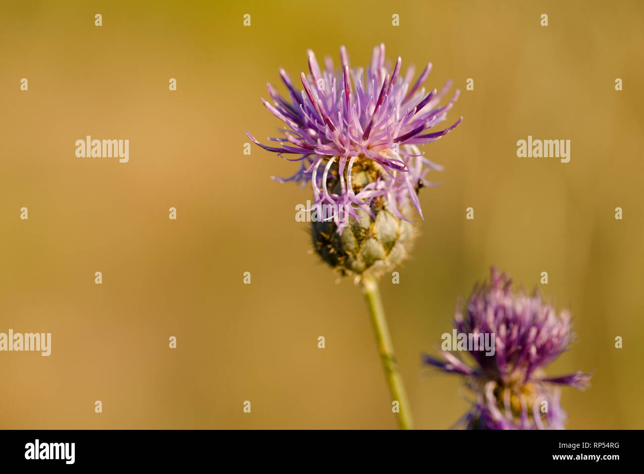 Milk thistle field hi-res stock photography and images - Alamy