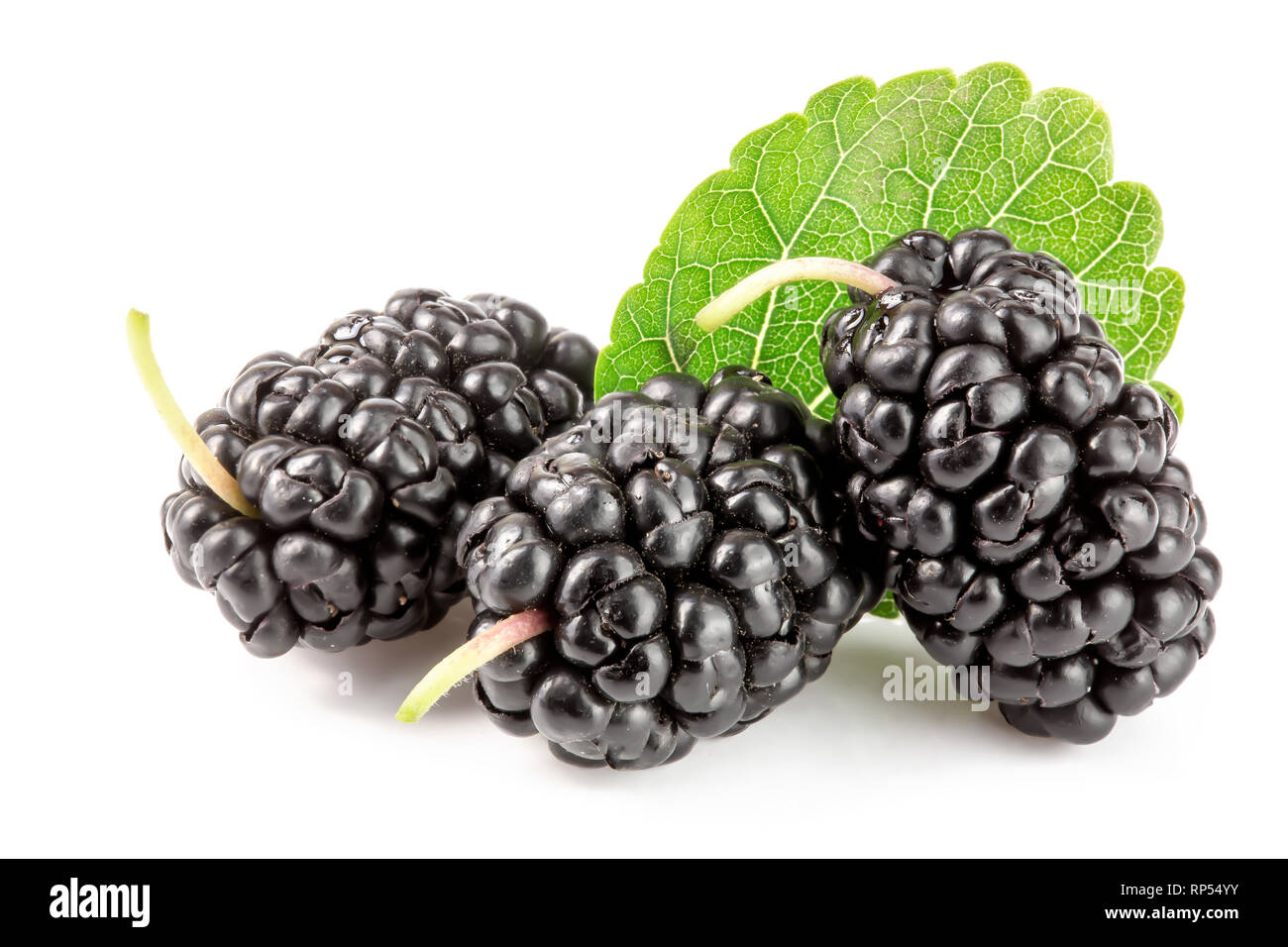 Three mulberry leaves Cut Out Stock Images & Pictures - Alamy