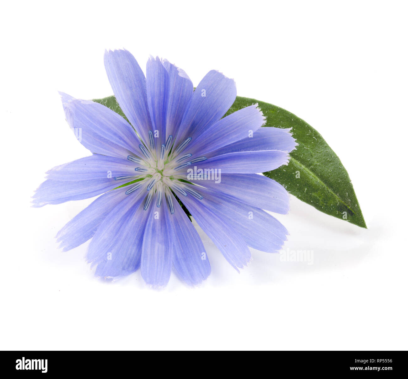Chicory flower with leaf isolated on white background macro Stock Photo ...