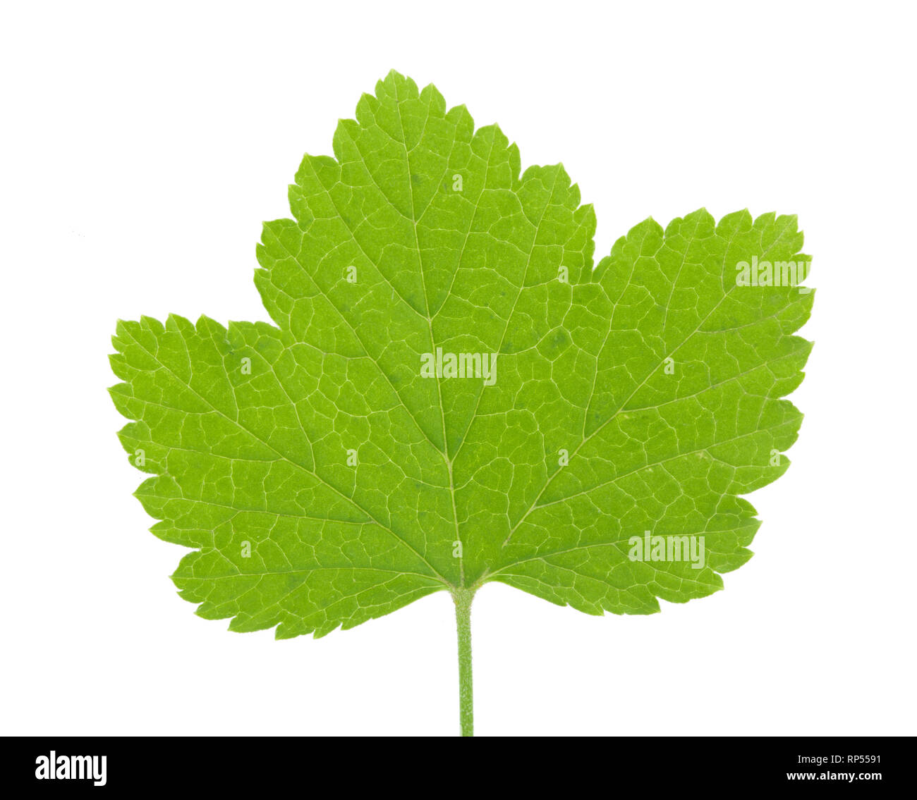 Red currant leaf Isolated on white background Stock Photo - Alamy