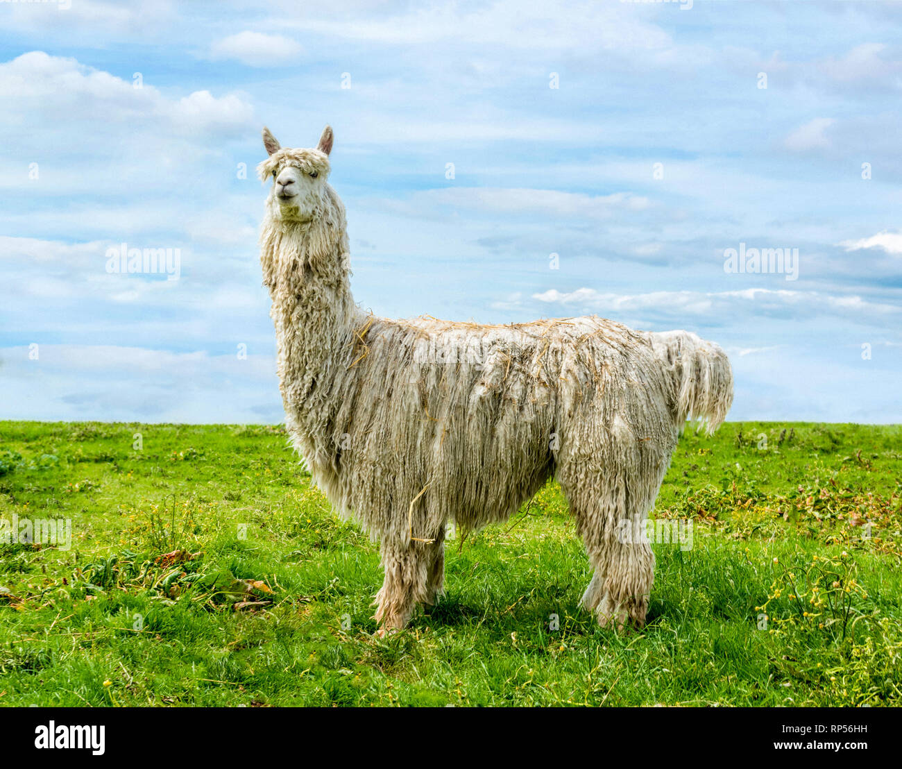 Full-length side view of a Suri alpaca standing in a field seen against ...