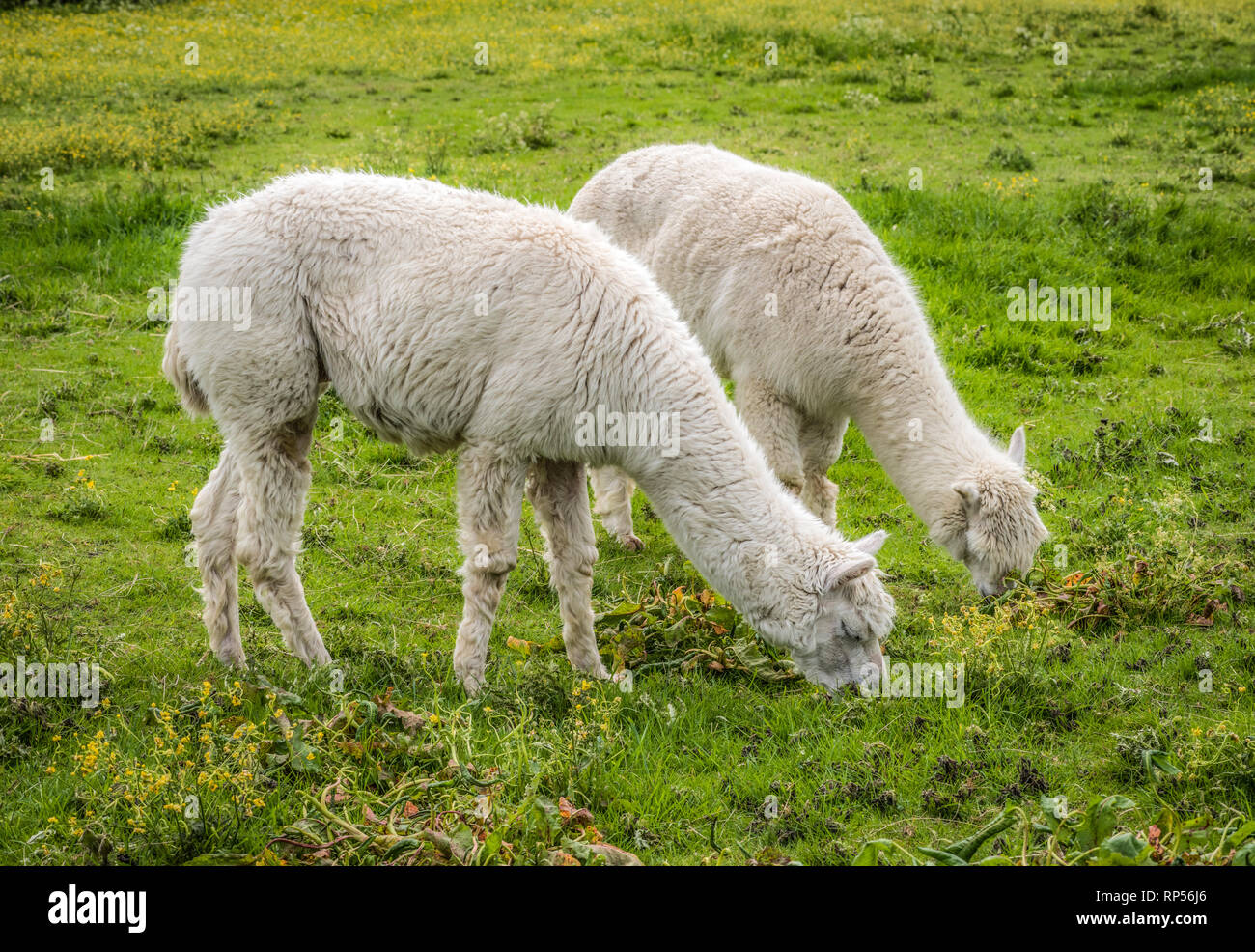 Species Of South American Camelid High Resolution Stock Photography and ...