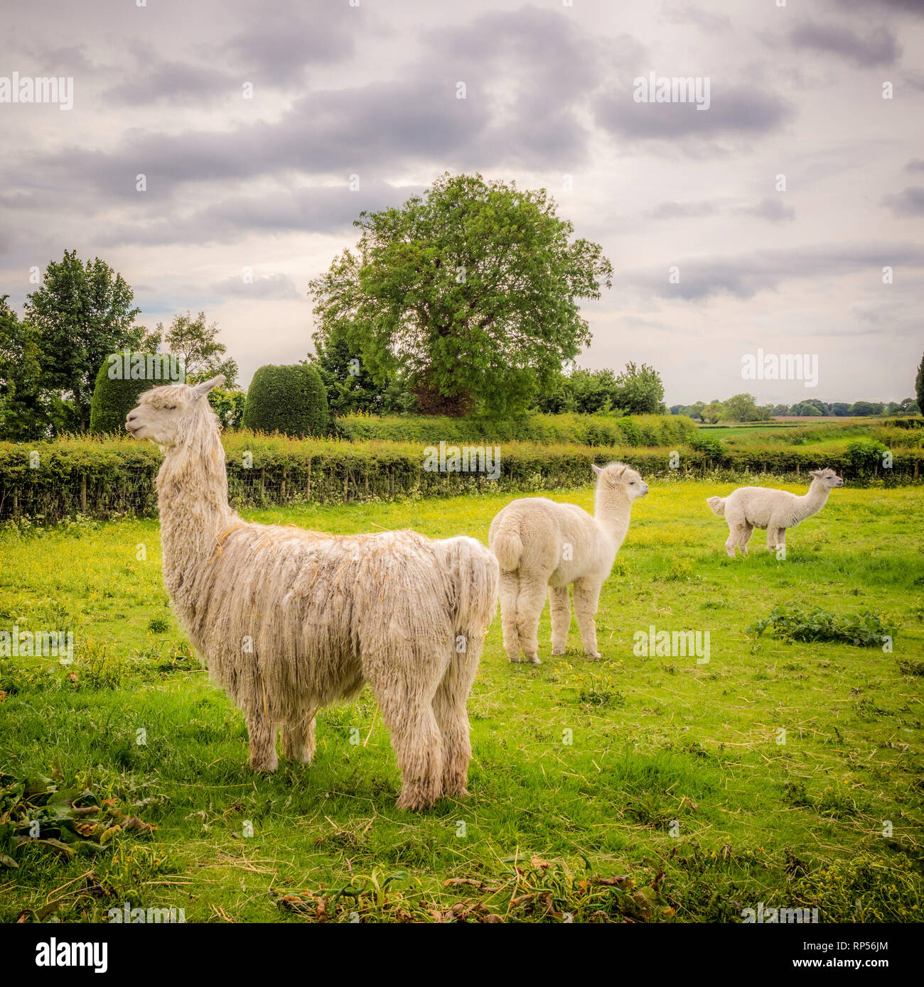 Woolly grey sky hi-res stock photography and images - Alamy