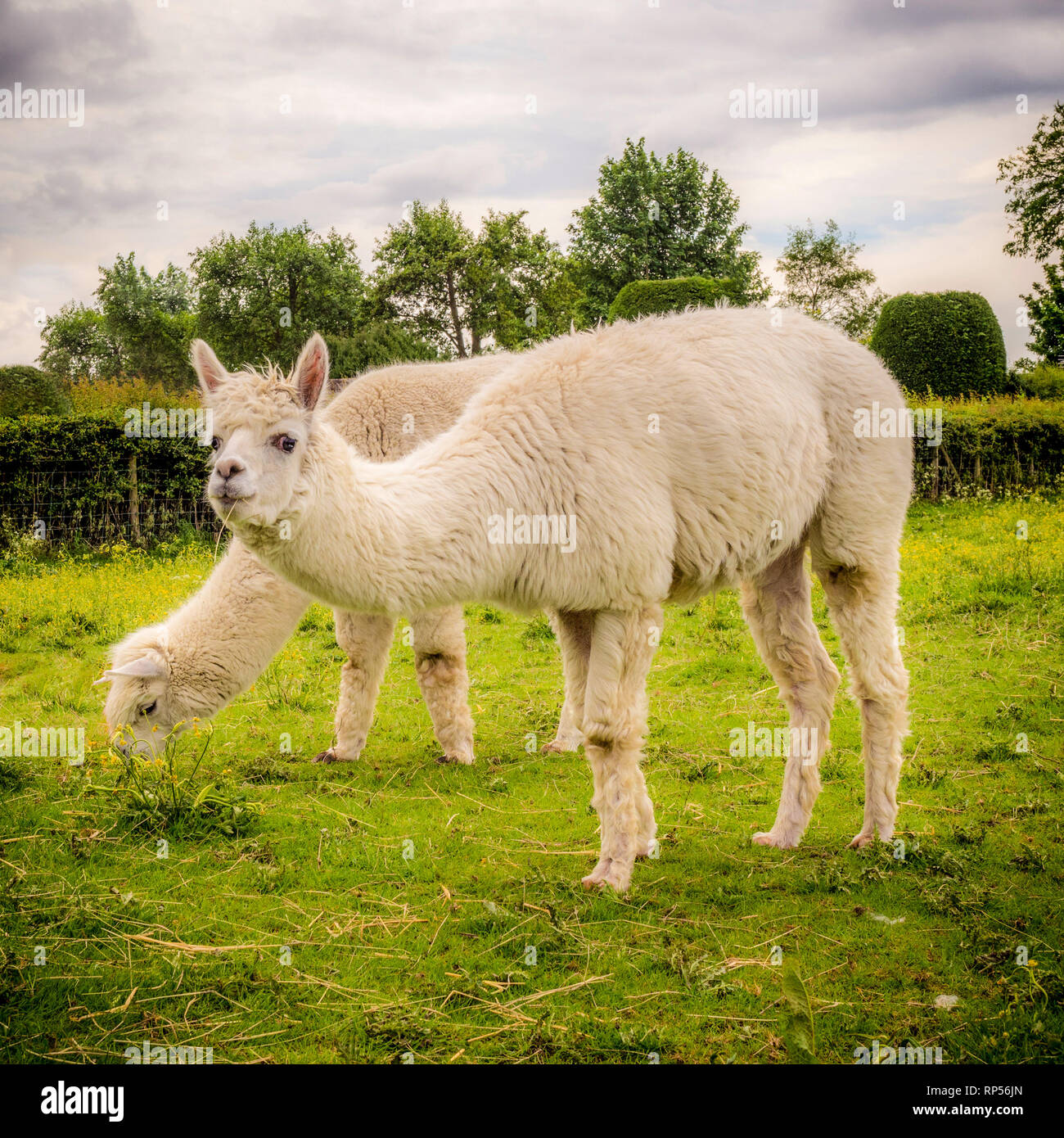 Camelid species hi-res stock photography and images - Alamy