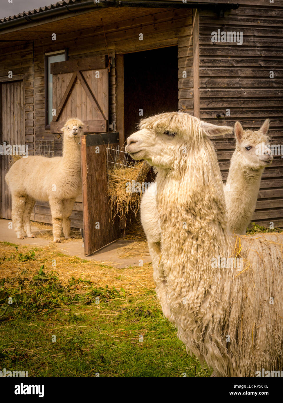 Camelid species hi-res stock photography and images - Alamy