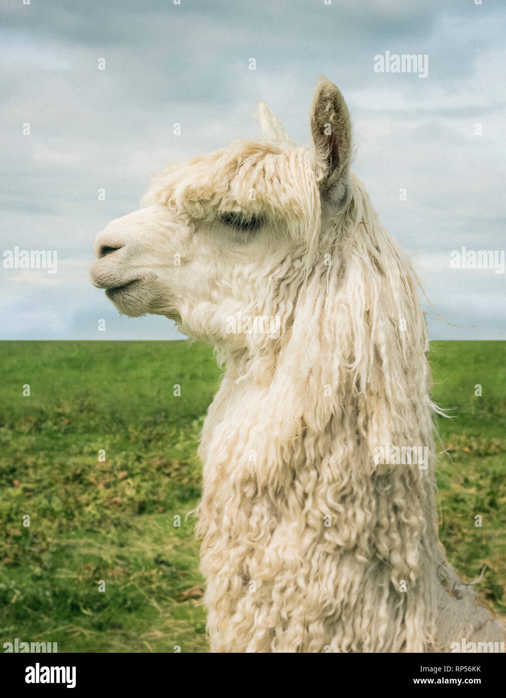 Camelid hair hi-res stock photography and images - Alamy