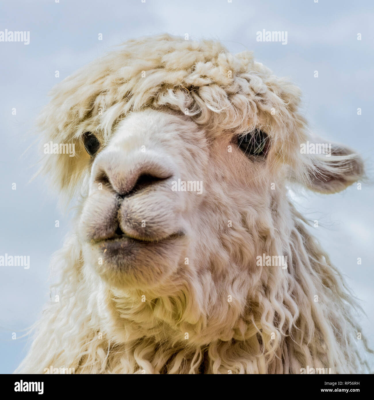 Long haired alpaca hi-res stock photography and images - Alamy
