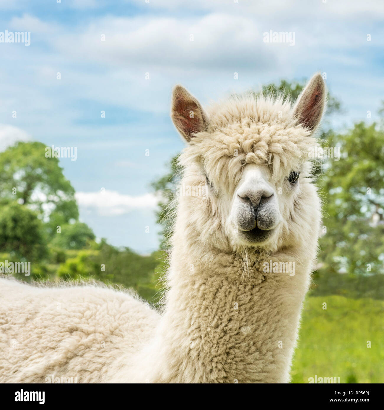 Long haired alpaca hi-res stock photography and images - Alamy