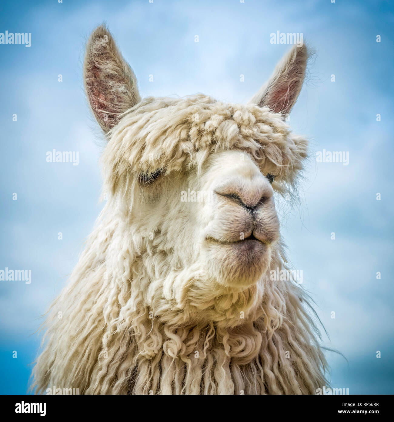 Long haired alpaca hi-res stock photography and images - Alamy