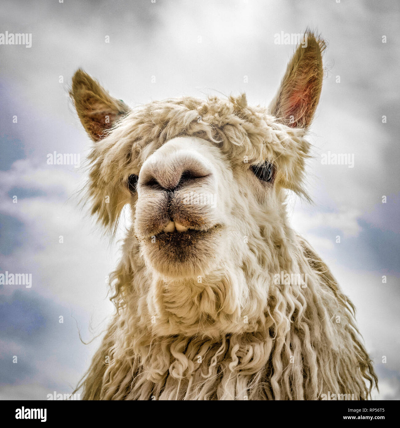 Big hair alpaca hi-res stock photography and images - Alamy
