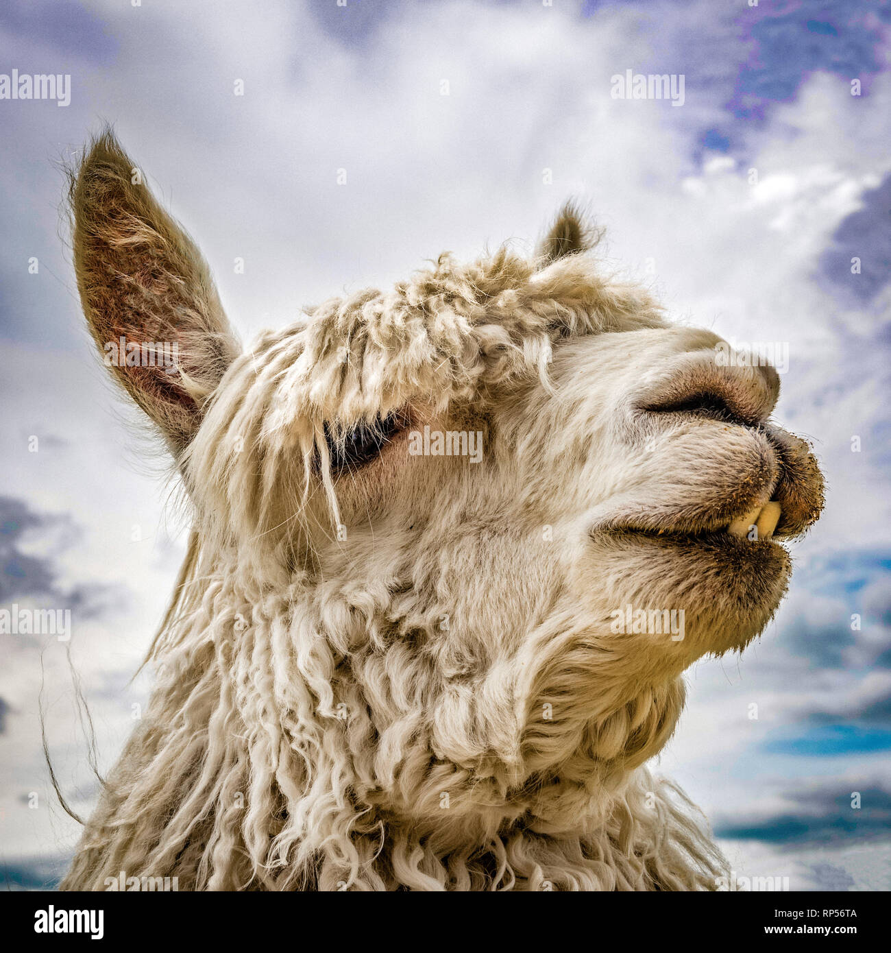 Long haired alpaca hi-res stock photography and images - Alamy