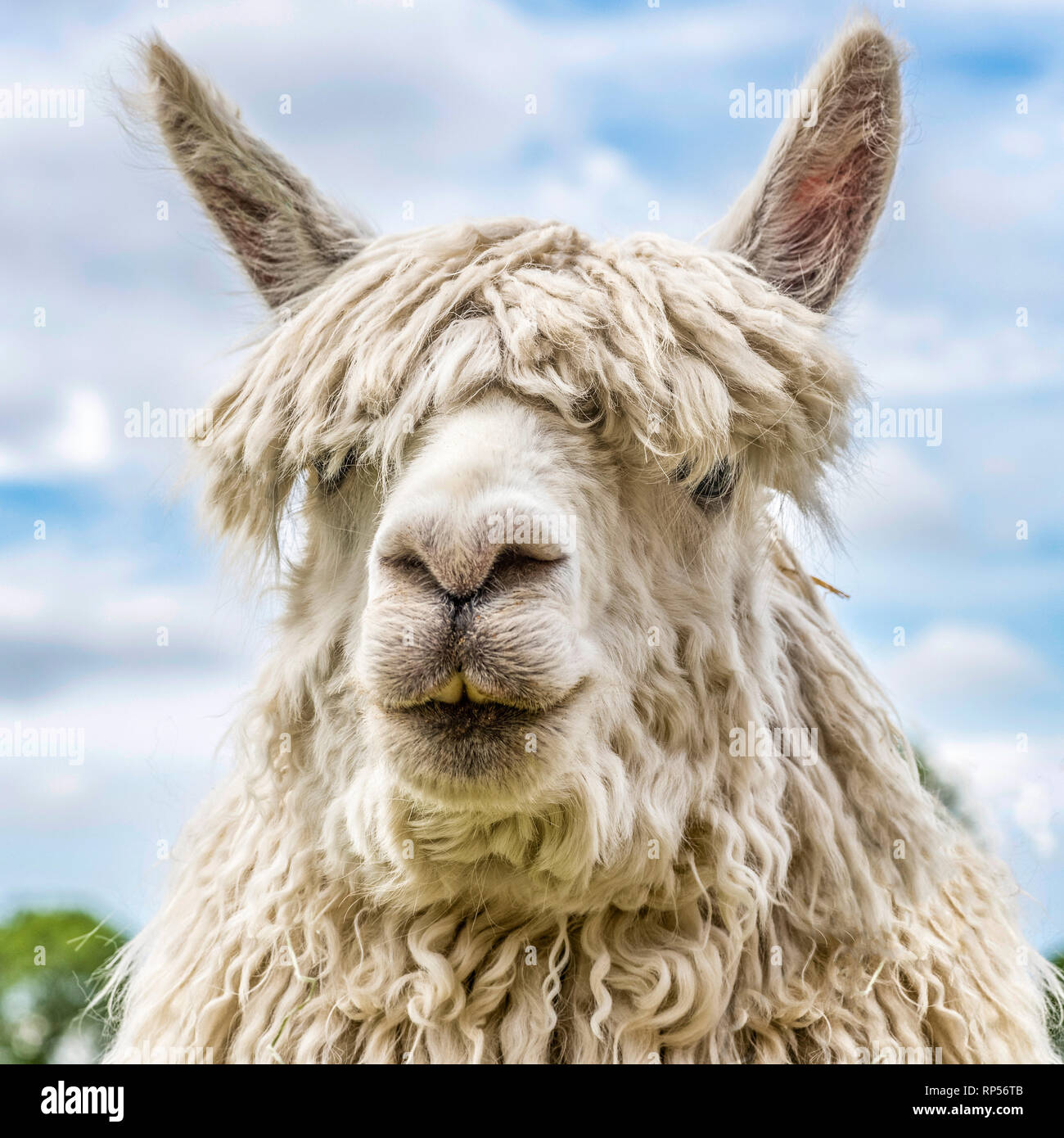 Head shot of a Suri alpaca seen against a blue sky Stock Photo - Alamy