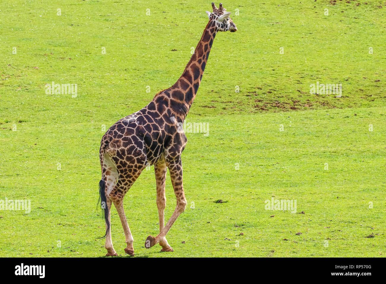 Giraffe (Giraffa camelopardalis Stock Photo - Alamy