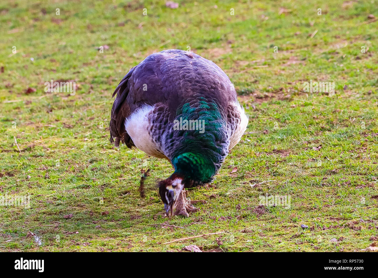 Peacock feeding in a meadow Stock Photo - Alamy