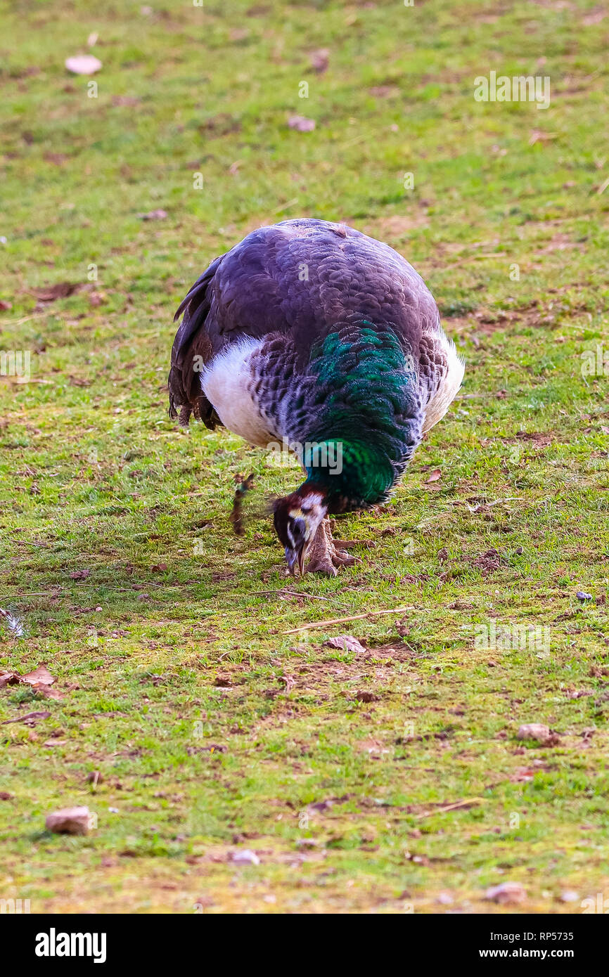 Peacock feeding in a meadow Stock Photo - Alamy