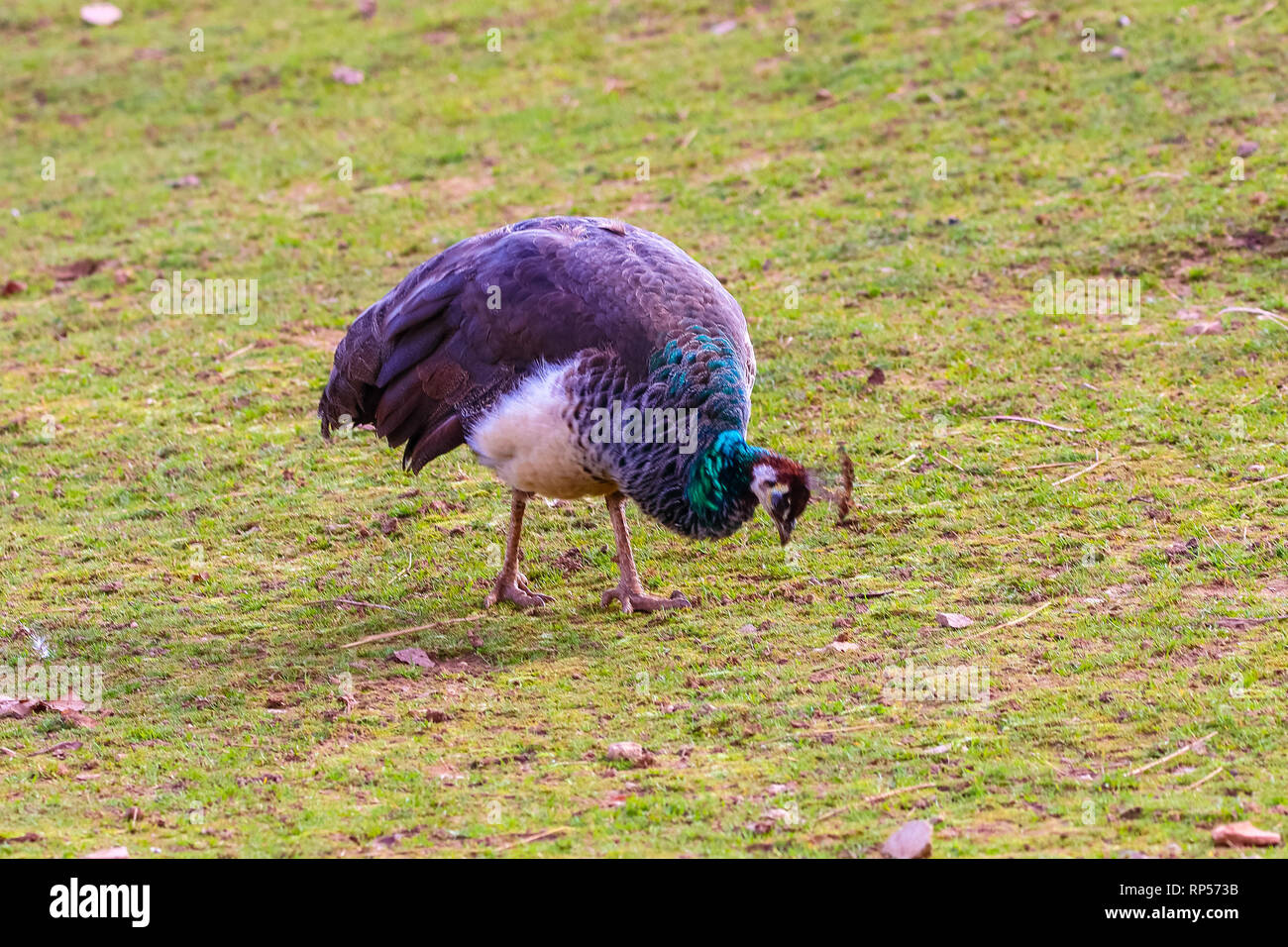 Peacock feeding in a meadow Stock Photo - Alamy