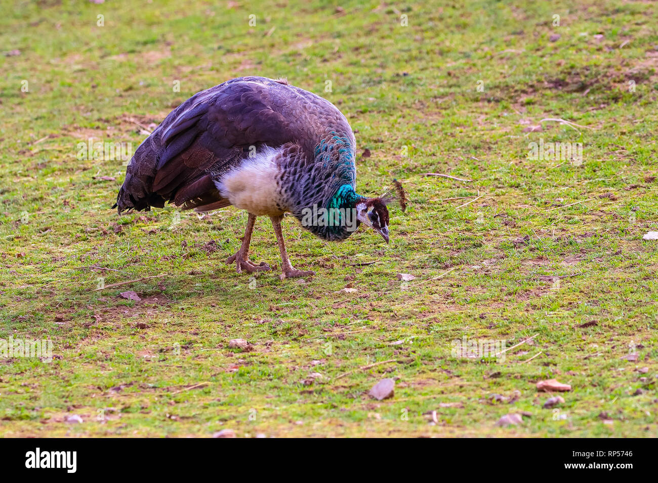 Peacock feeding in a meadow Stock Photo - Alamy