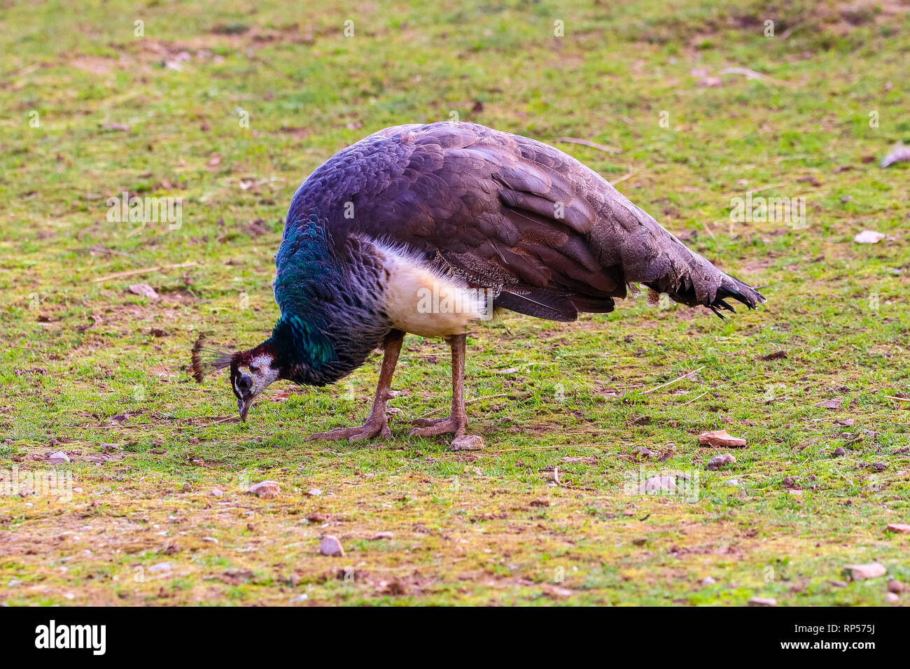 Peacock feeding in a meadow Stock Photo - Alamy