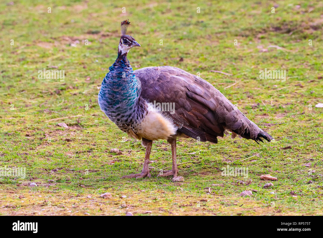 Peacock feeding in a meadow Stock Photo - Alamy