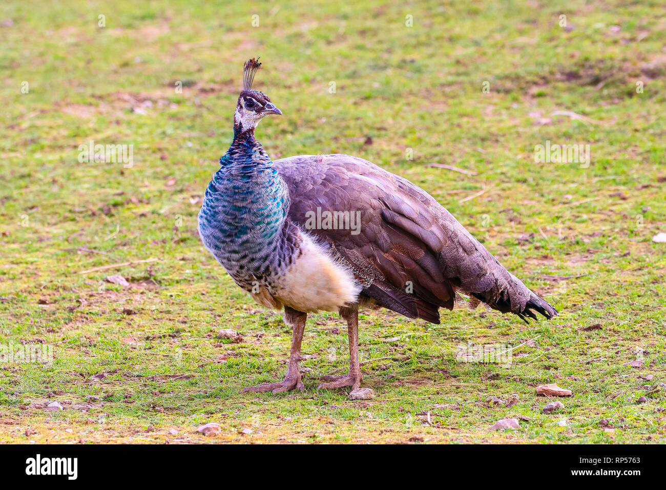 Peacock feeding in a meadow Stock Photo - Alamy