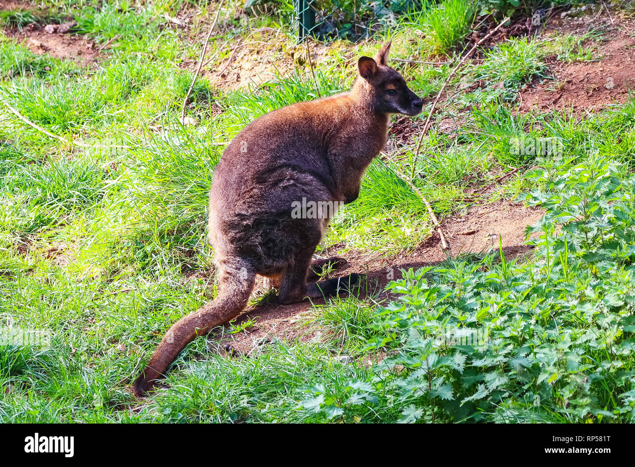 Small or middle sized macropod hi-res stock photography and images - Alamy