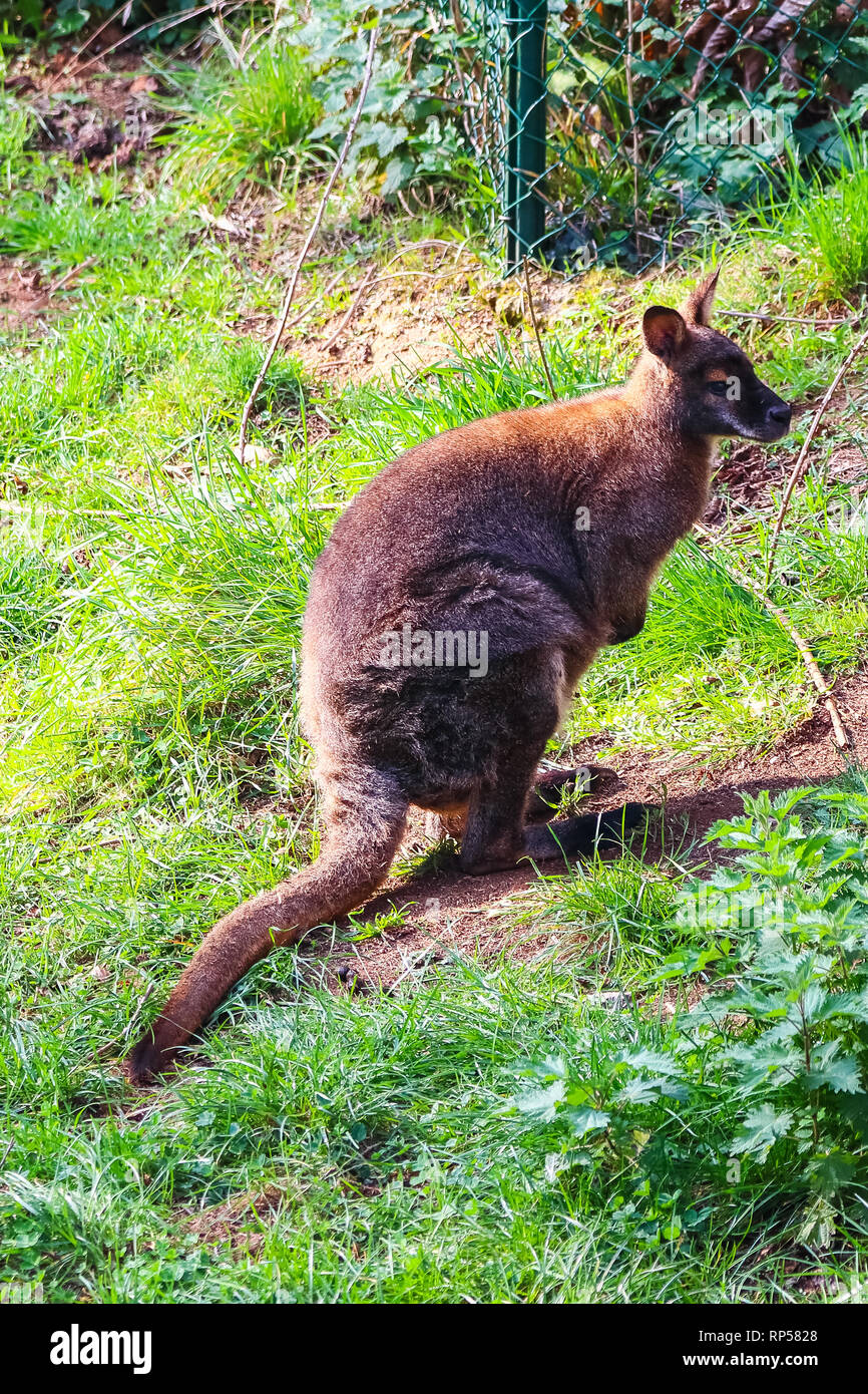 Small or middle sized macropod hi-res stock photography and images - Alamy