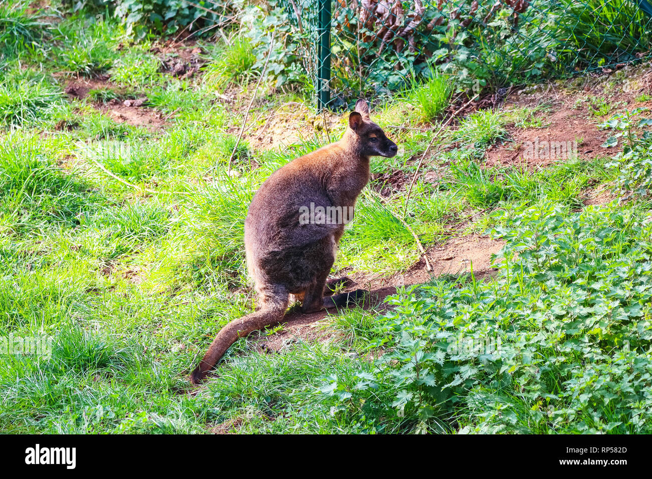 Small or middle sized macropod hi-res stock photography and images - Alamy