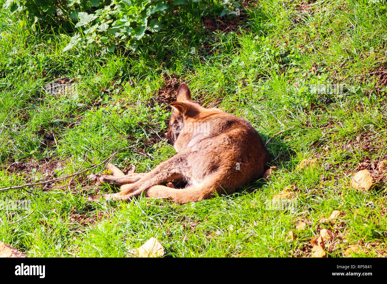Pretty face wallaby macropus hi-res stock photography and images - Alamy