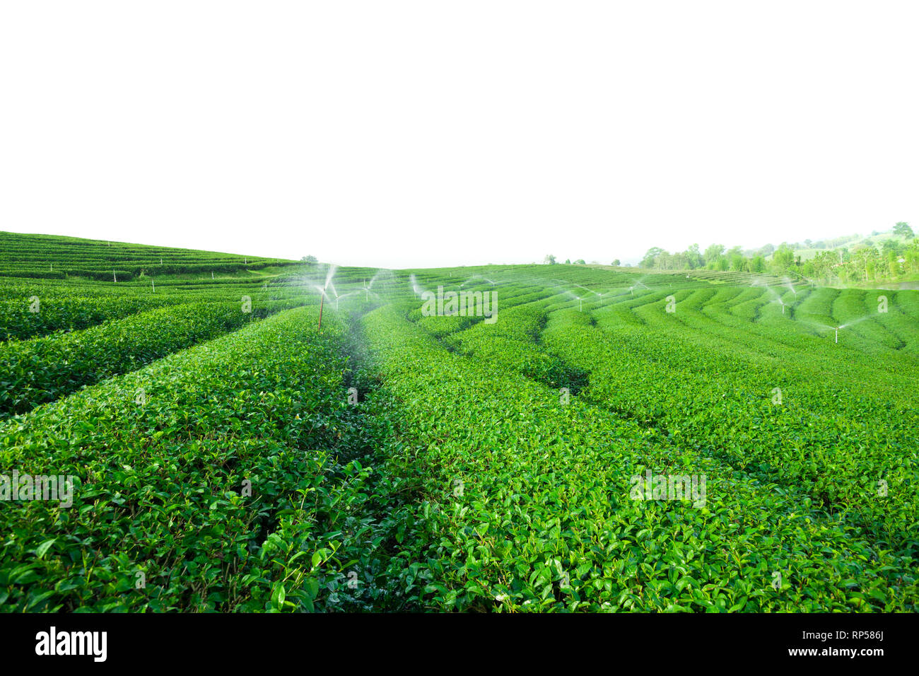 Green tea field isolated on white background Stock Photo - Alamy
