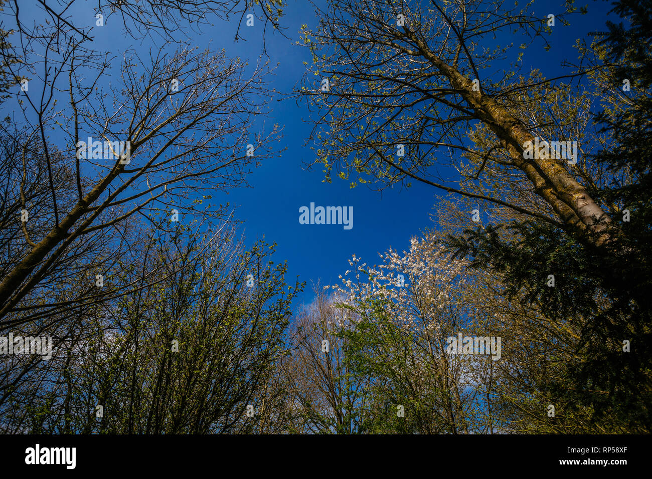 English Trees in Wood in Summer Stock Photo - Alamy