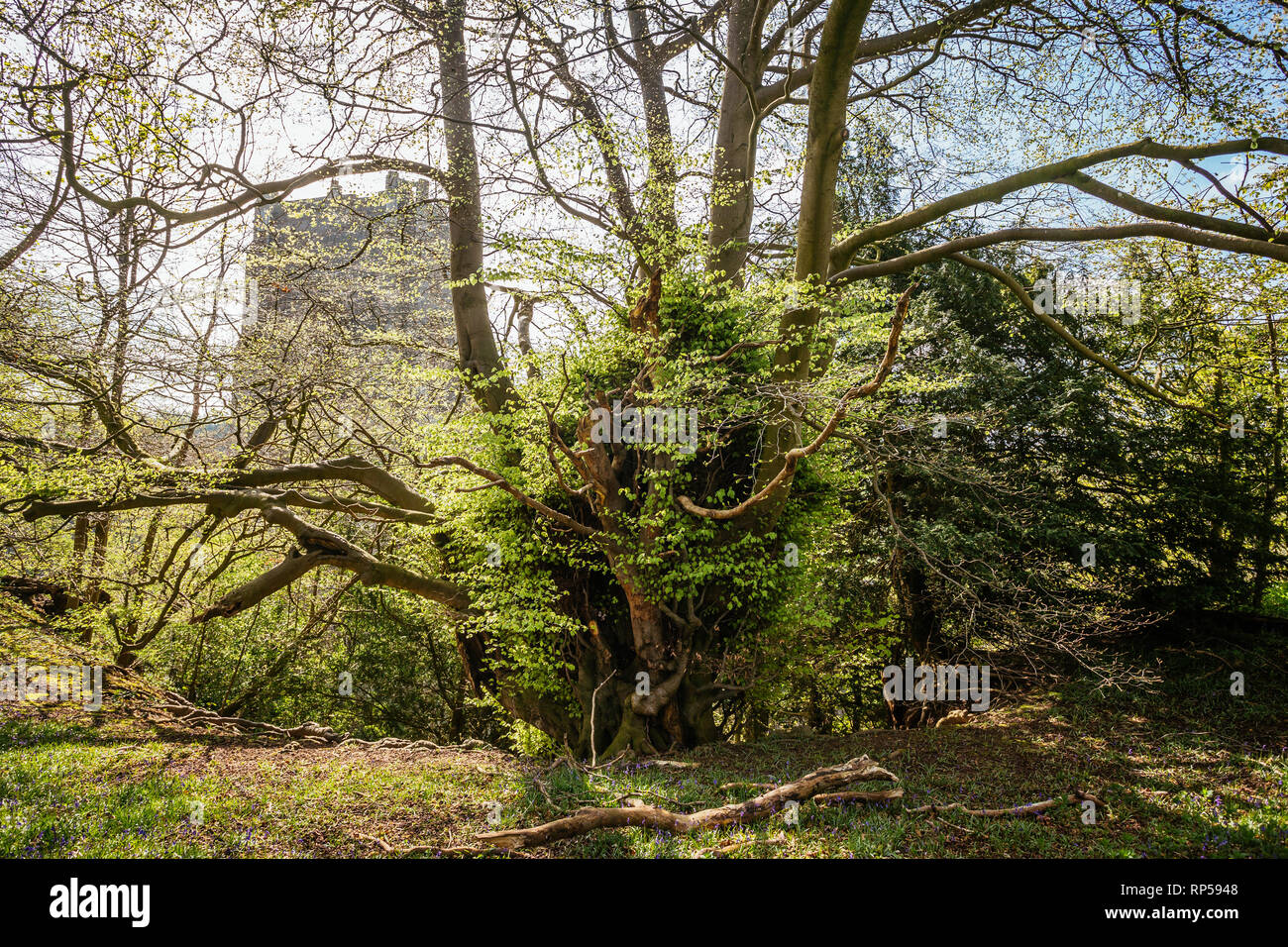 English Trees in Wood in Summer Stock Photo - Alamy