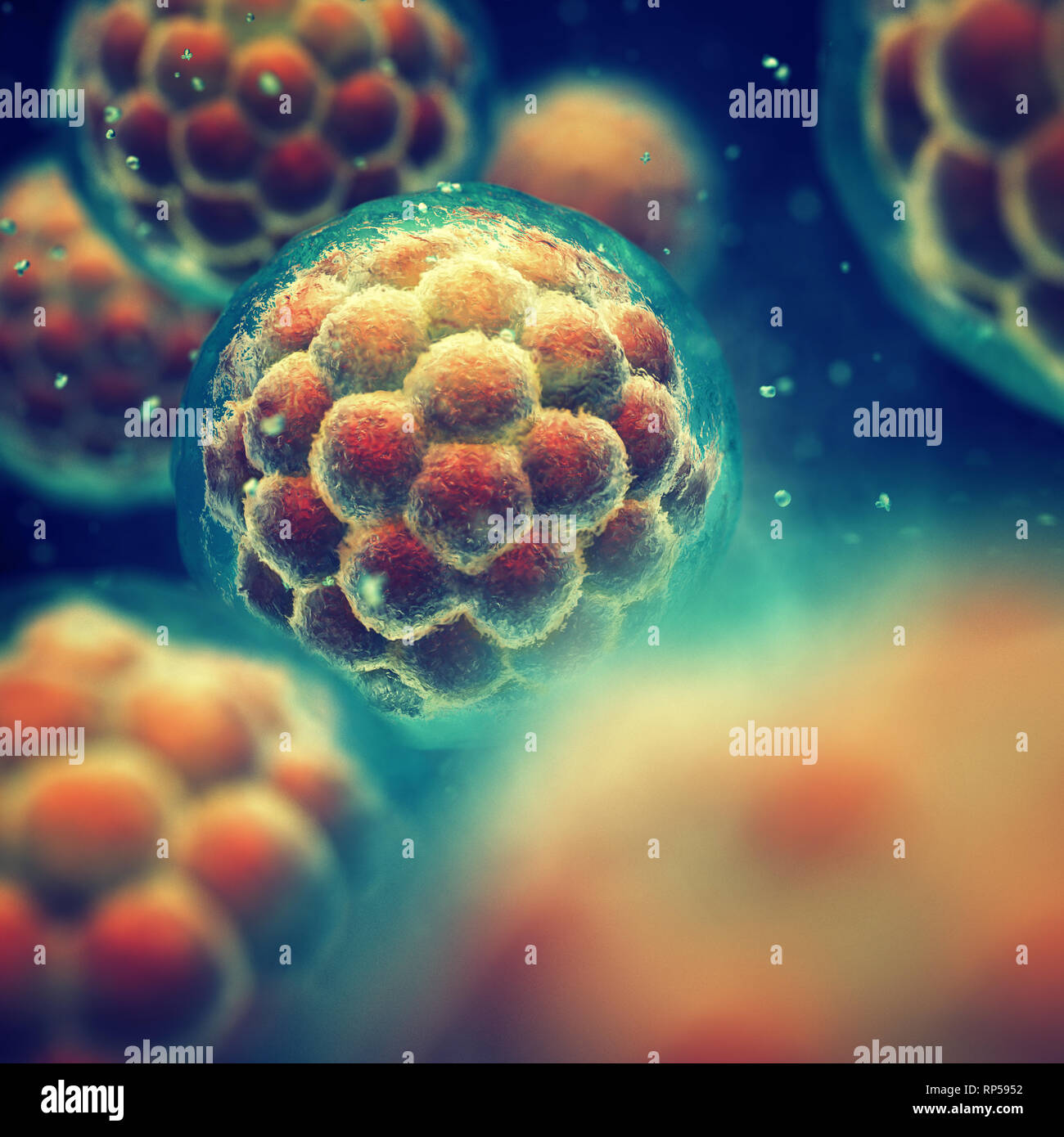 Human embryo development hi-res stock photography and images - Alamy
