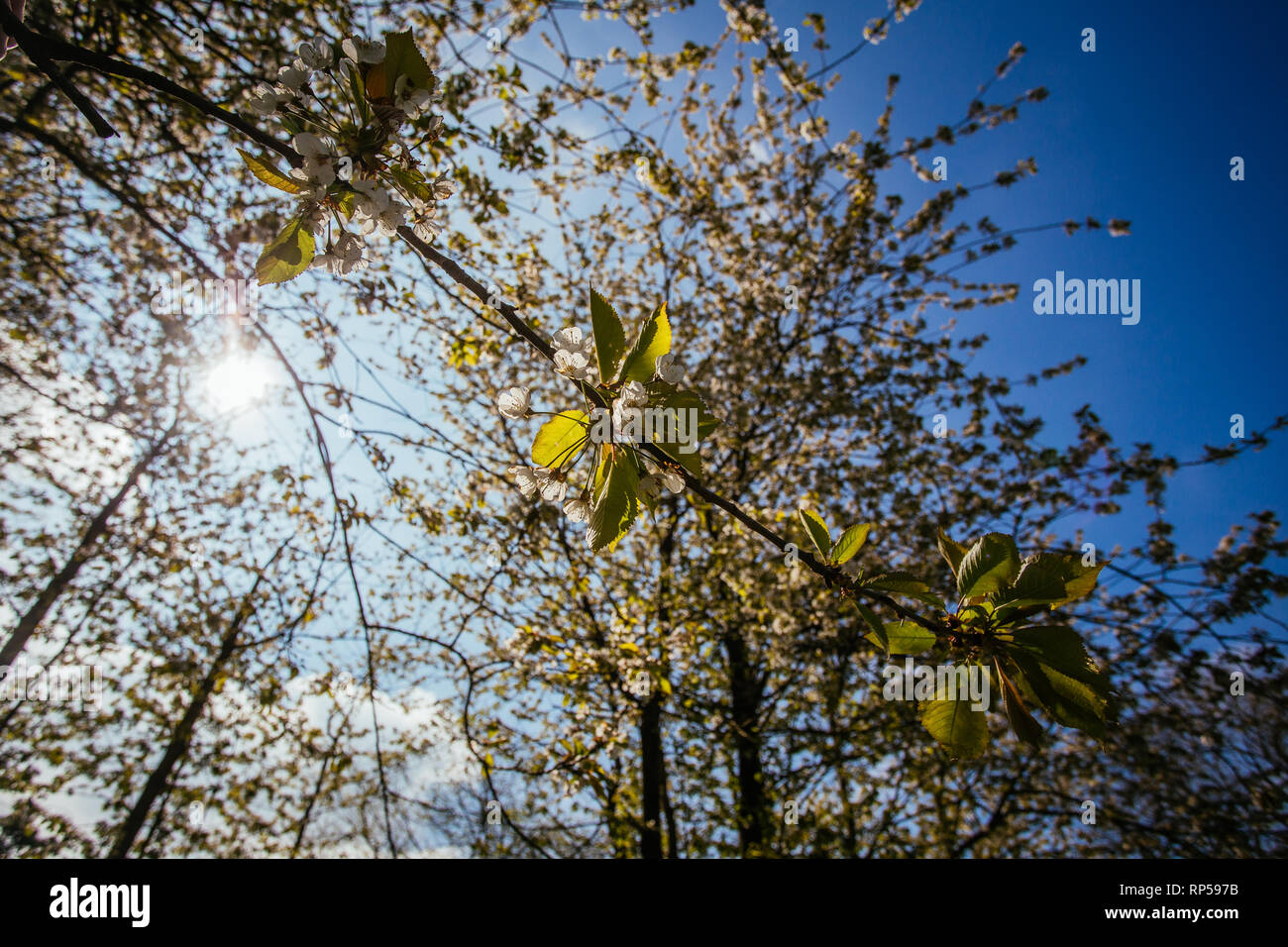 English trees hi-res stock photography and images - Alamy