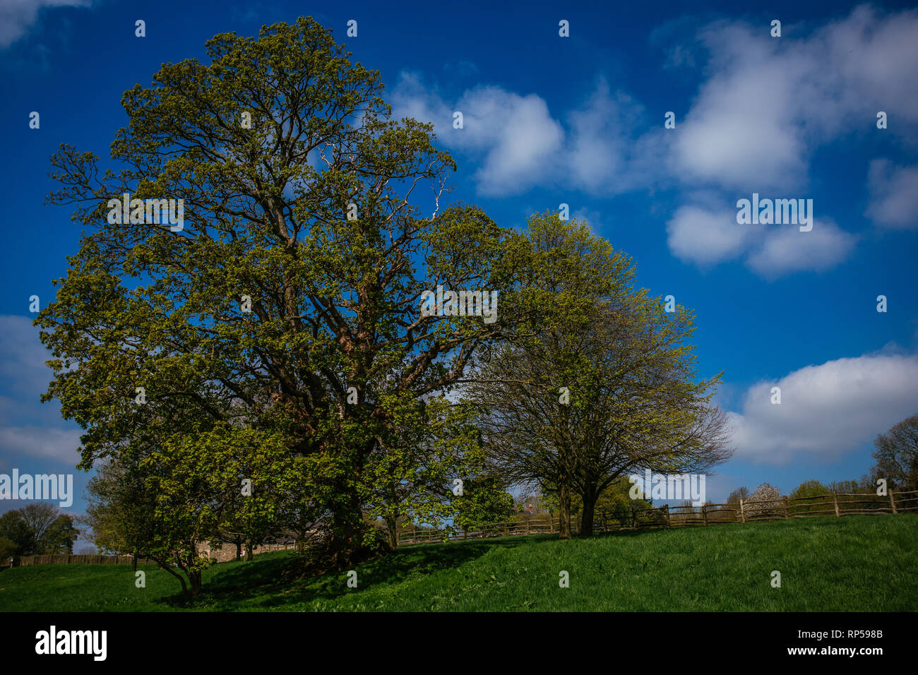 English trees hi-res stock photography and images - Alamy