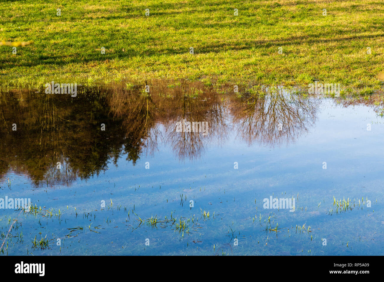 Reflection of trees hi-res stock photography and images - Alamy