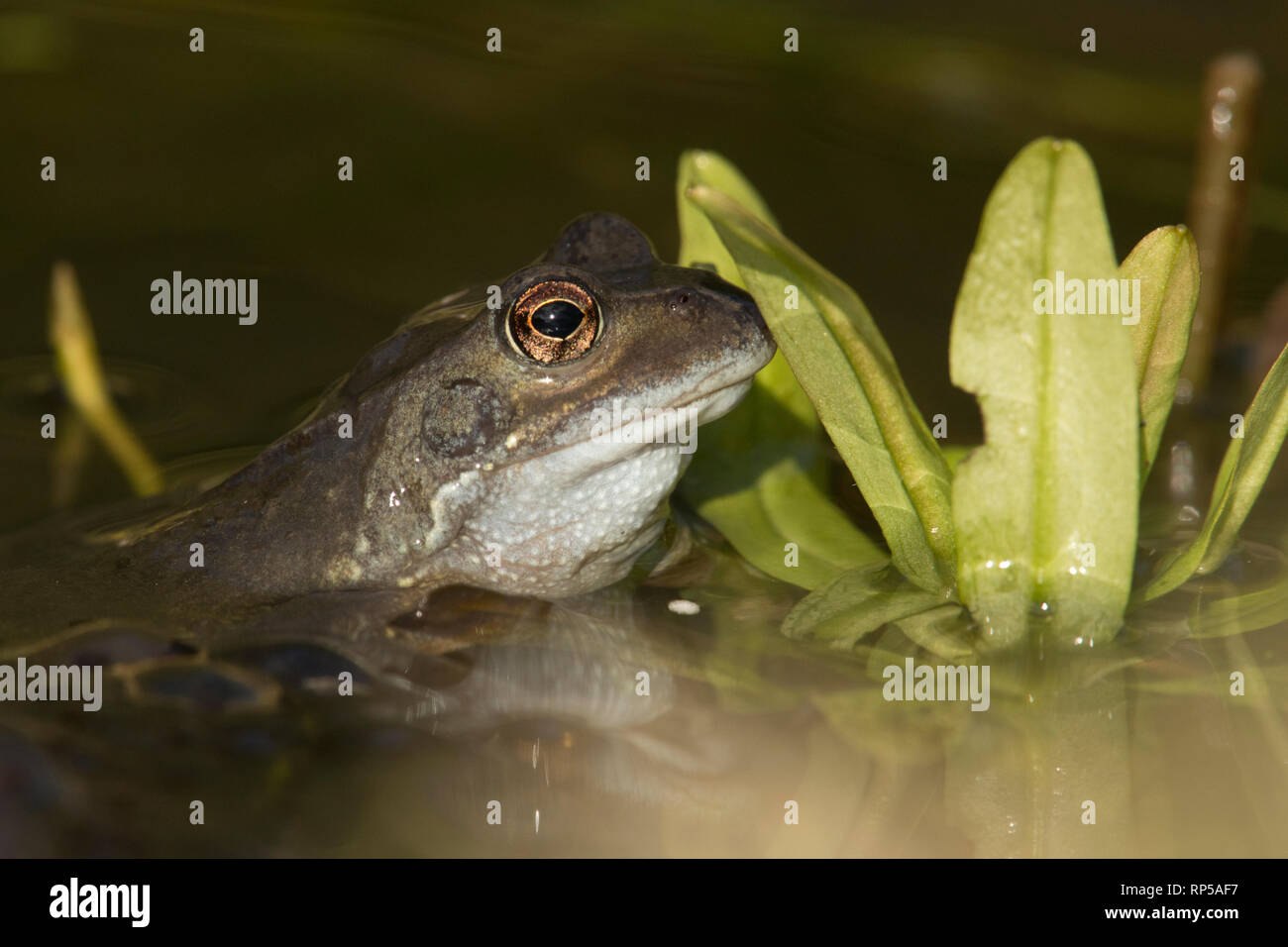 Waiting frog hi-res stock photography and images - Alamy