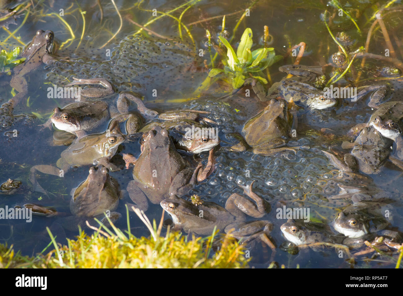 Common Frog, Rana temporaria, many males waiting on frog spawn in ...